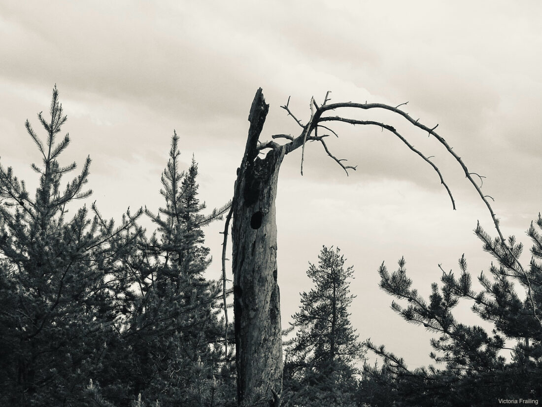 Life and death discovered | News, Sports, Jobs - The Mining Journal